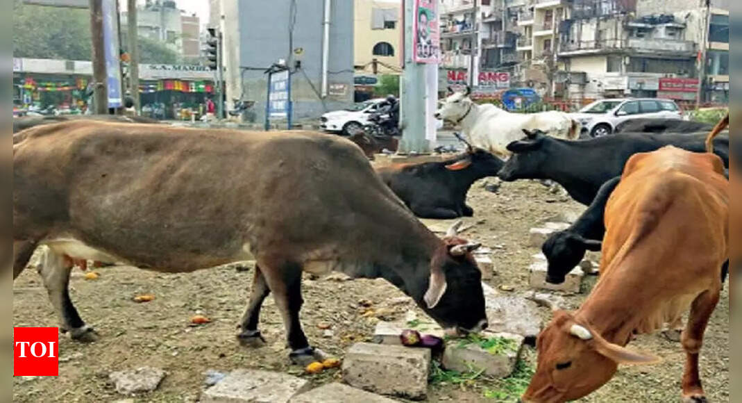 Mathura: UP set to start ambulance service for cows: Laxmi Narayan ...
