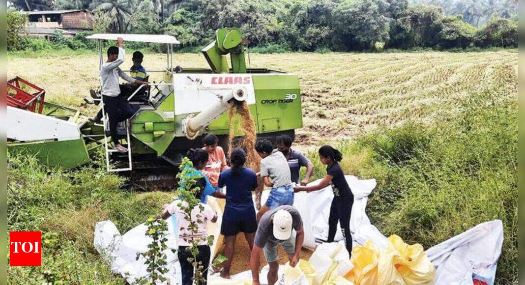 Chicalim youth farmers harvest 64 sacks of paddy | Goa News - Times of ...