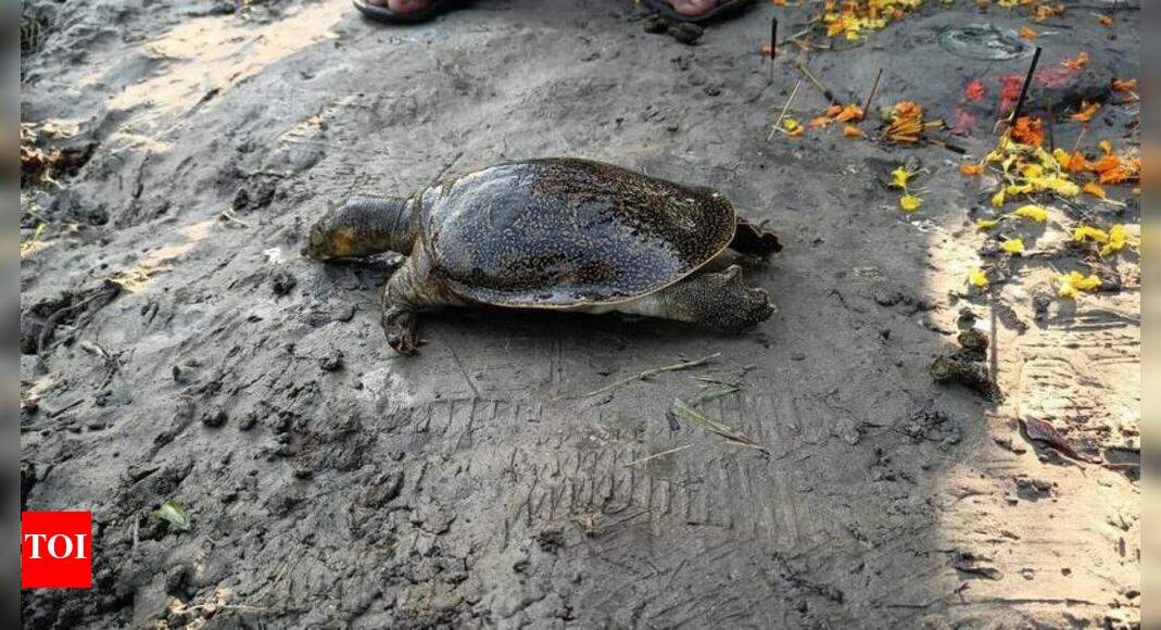 Endangered peacock turtles found dead in Cooch Behar water body ...