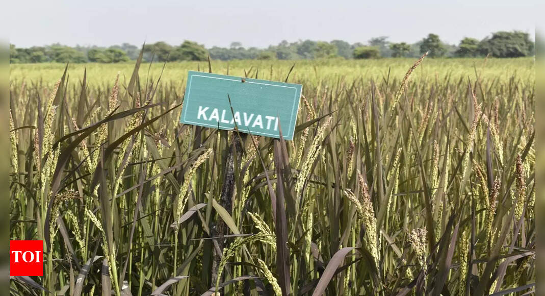 Rice: Black rice cultivation brings hope to Assam’s tribal farmers ...
