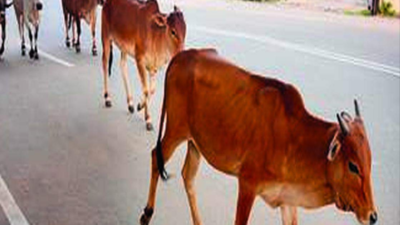 Cow cess likely in Madhya Pradesh on liquor | Bhopal News - Times of India