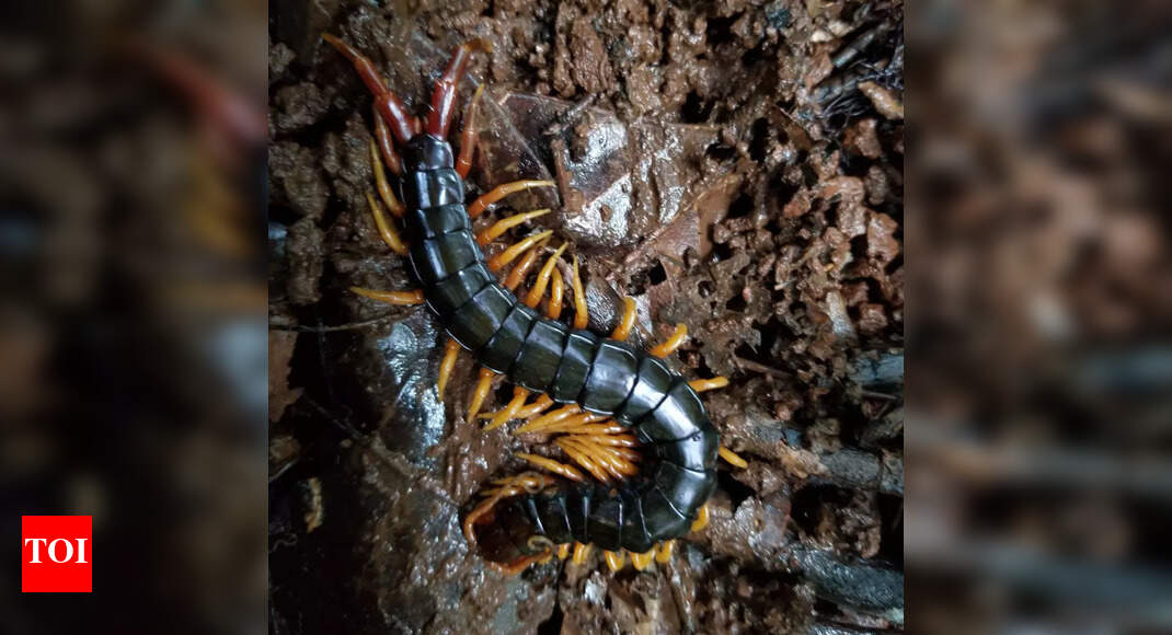 CCMB-CSIR scientists study diversity and endemism in centipedes in ...