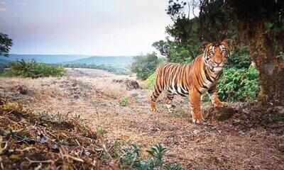 Calls for joint efforts between Goa, Maharashtra, K’taka for tiger ...