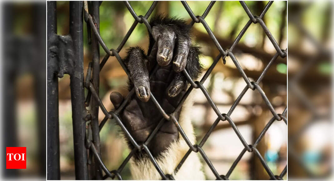 PETA on using animals in films and shows: They are not toys or props ...