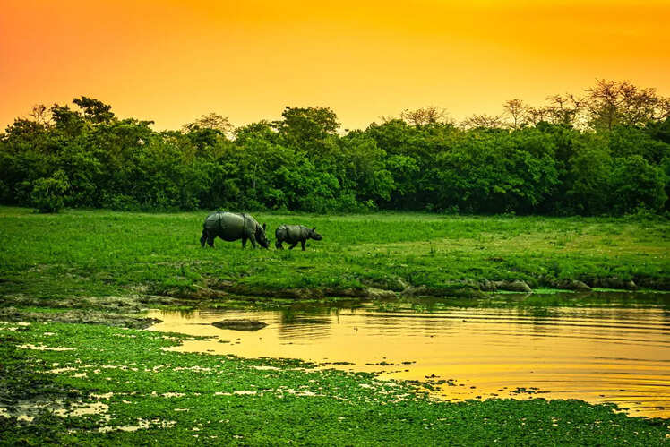 Jungle safaris in India for the new year | Times of India Travel