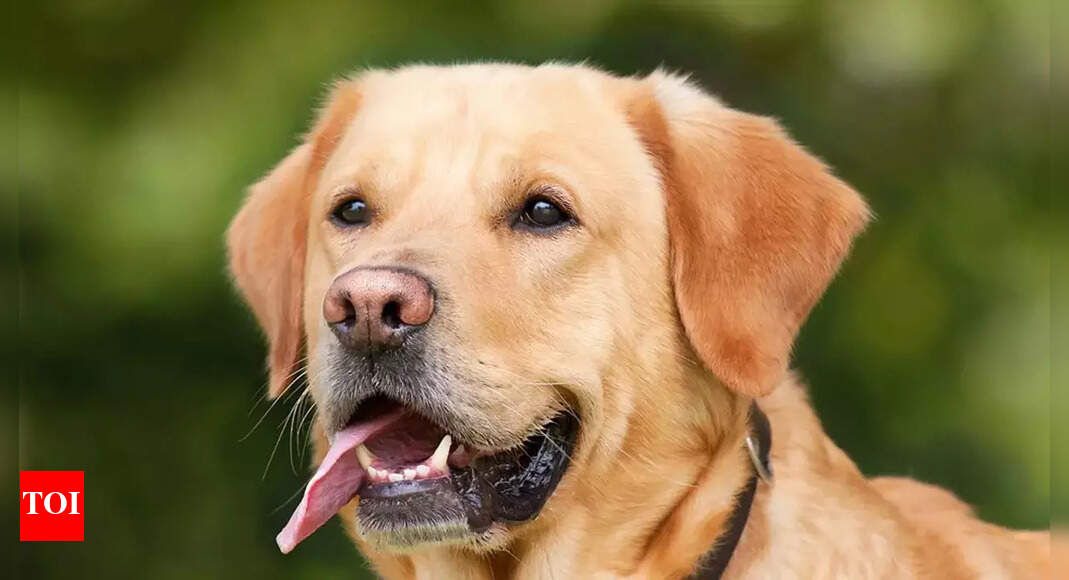 80 million cats and dogs on streets in India, homeless and uncared for ...