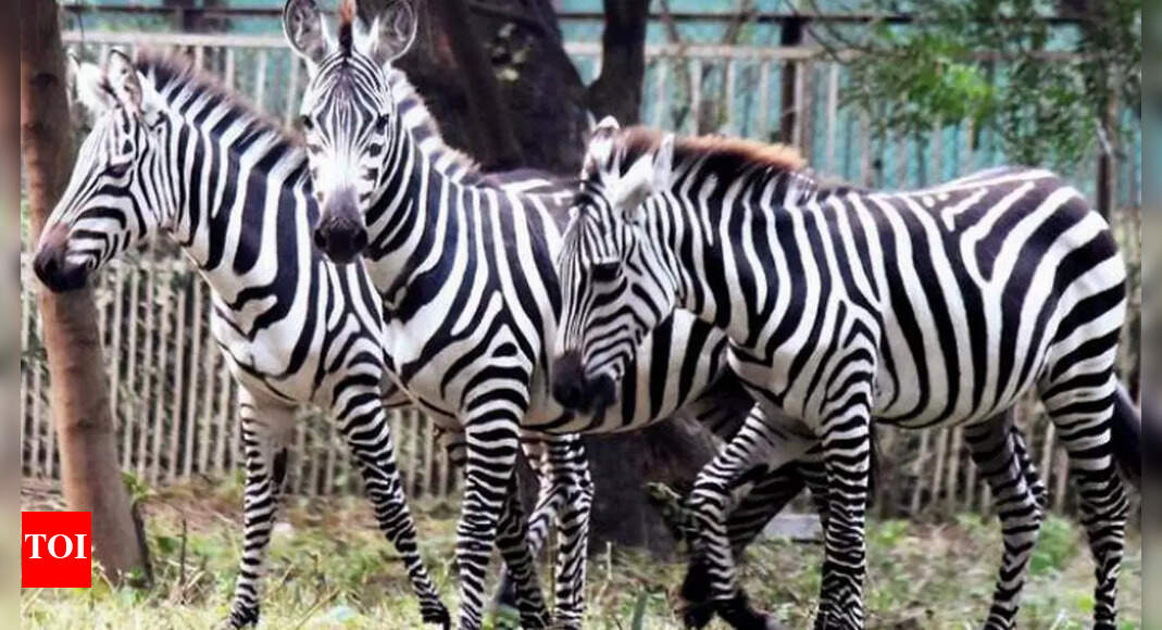 1-year-old zebra brought to Lucknow zoo from Israel dies | Lucknow News ...