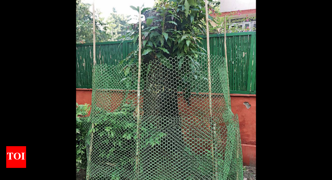 Mango tree in Delhi gets new life after falling during storm | Delhi ...