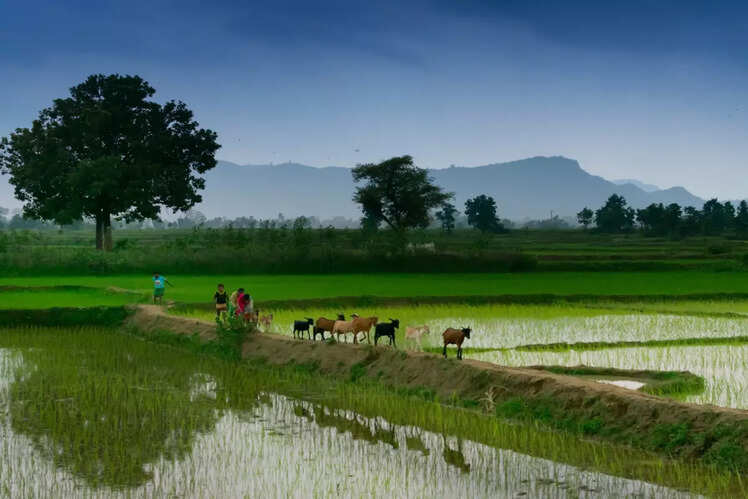 The best rural destinations to visit in India this December | Times of ...