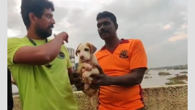 Dog, puppy rescued from river Vaigai in Madurai | Madurai News - Times ...