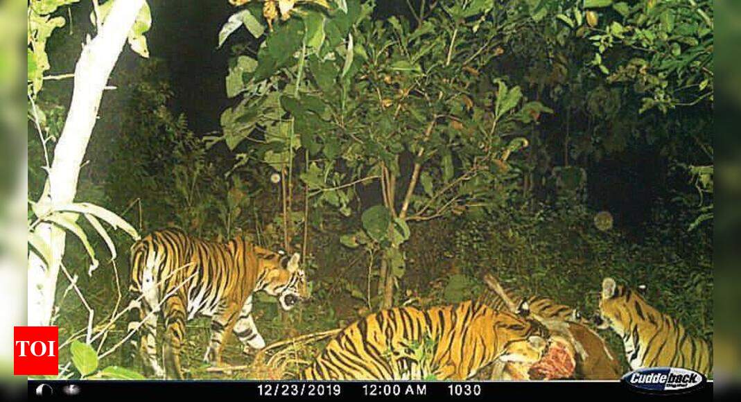 As tigers prey on livestock, calls for holistic conservation get louder ...