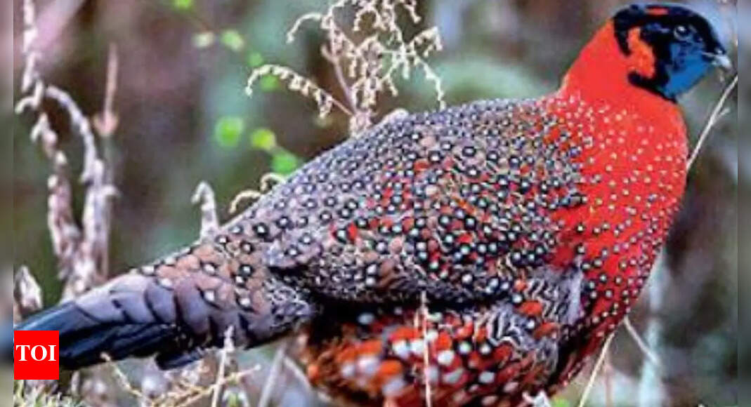 Rare bird spotted in Darjeeling sanctuary | Kolkata News - Times of India