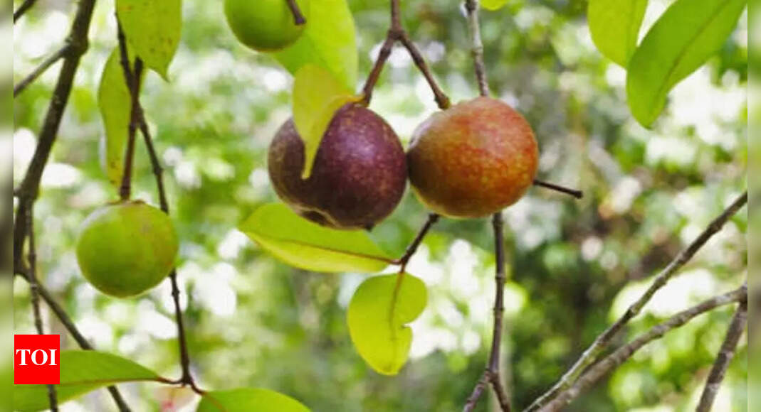 Raise kokum tree cover for Ponda laterite quarry: Panel | Goa News ...