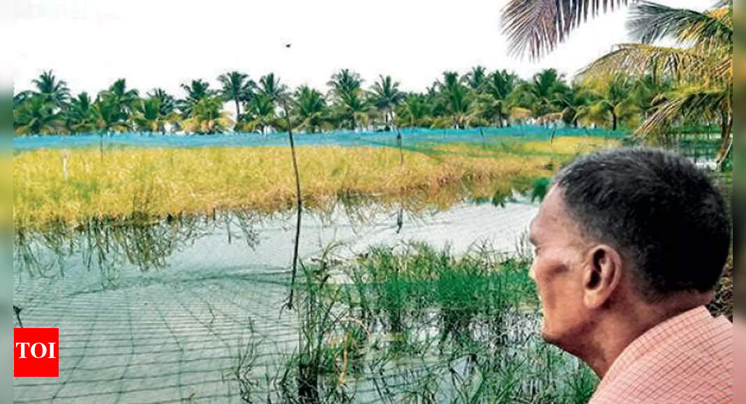 Kerala: Pokkali farmer seeks compensation for crop loss | Kochi News ...