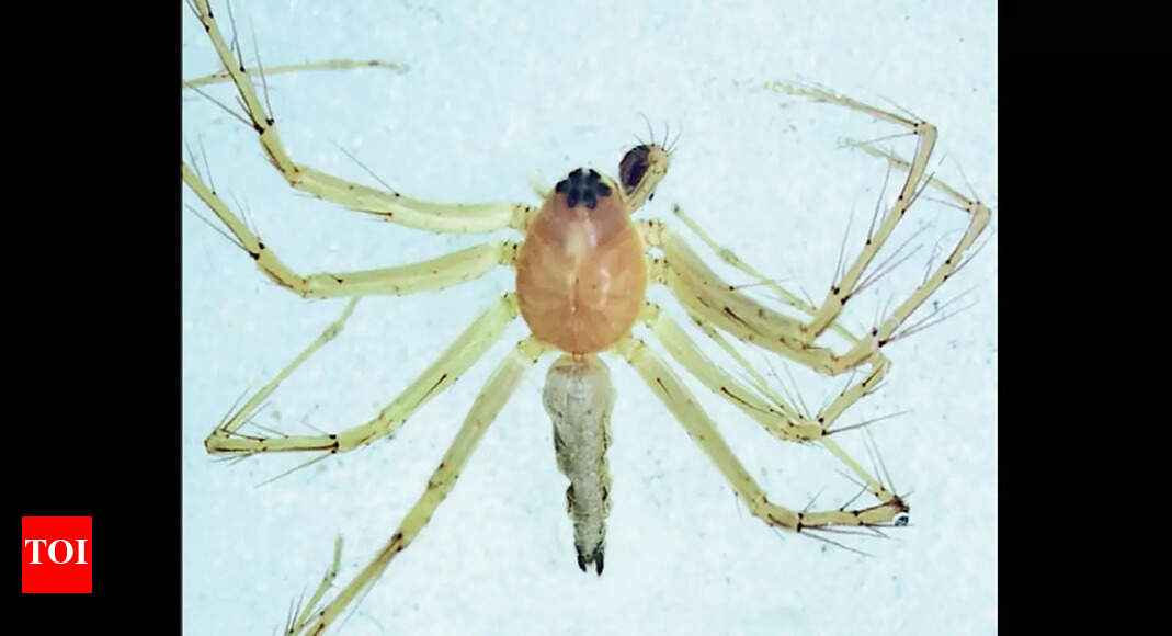 Maharashtra: Spider that shuns web discovered in Melghat Tiger Reserve ...