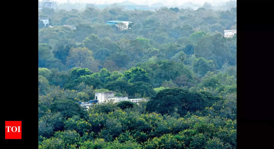 Ajni: Are 20% Ajni trees heritage? They would number in 100s | Nagpur ...