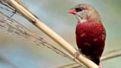Delhi: Rare treat excites bird watchers as latest count throws up 246 ...