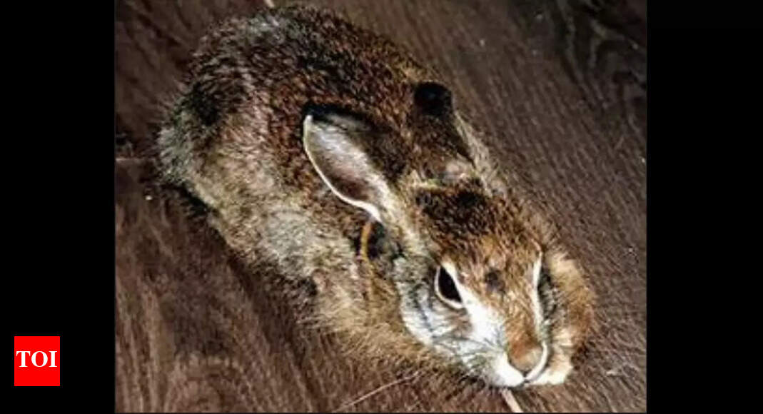 Indian wild hares related to Burmese, Hainan ones: Study | Hyderabad ...