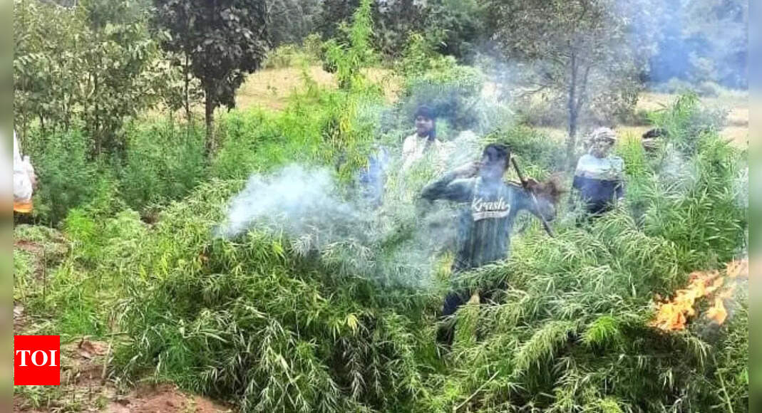 Cannabis: Cannabis plants worth over Rs 979 crore destroyed in Odisha ...