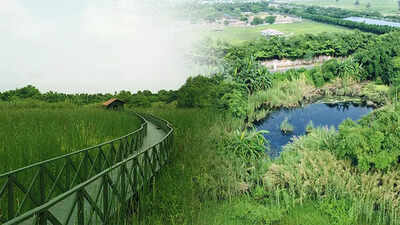 This urban forest in Kolkata is a haven for bird watchers | Kolkata ...