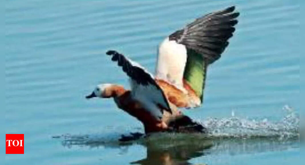 Rare birds make Lucknow home | Lucknow News - Times of India