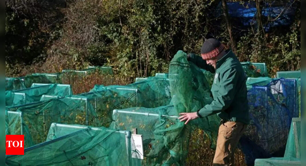 England Tree Scheme Takes Root Amid Climate Emergency Times Of India england-tree-scheme-takes-root-amid-climate-emergency-times-of-india