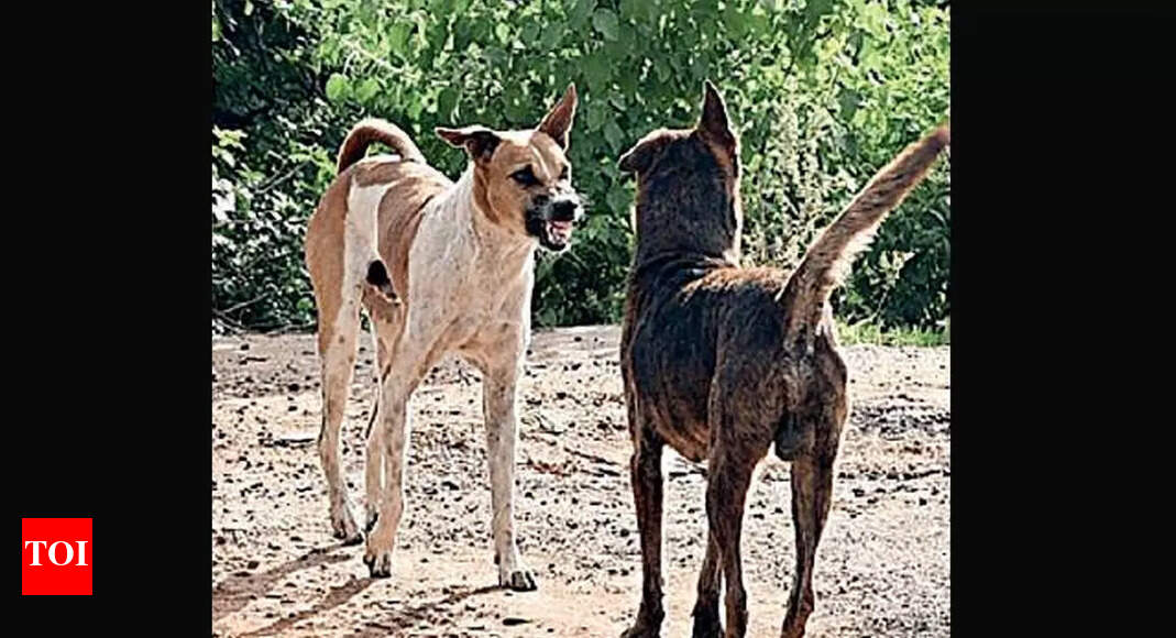 End dog menace in parks: Karnataka HC to officials | Bengaluru News ...