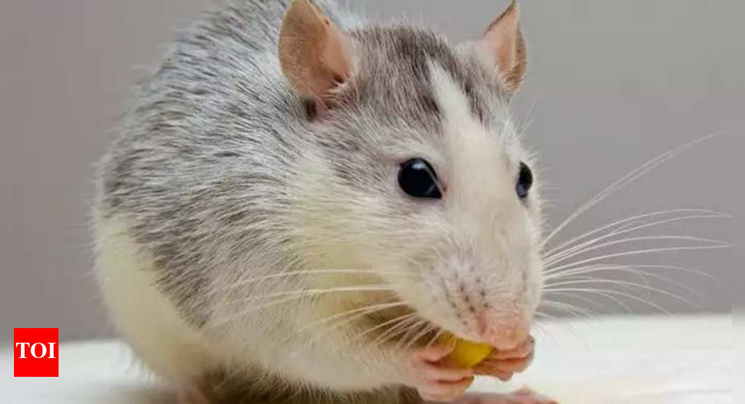 Mouse with Covid sparks Taiwan lab alert after biting scientist - Times ...