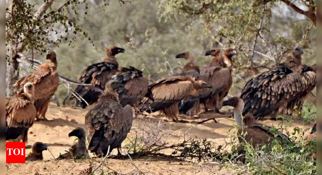 Vulture: Rajasthan: Seven rare vulture species spotted in Jaisalmer ...