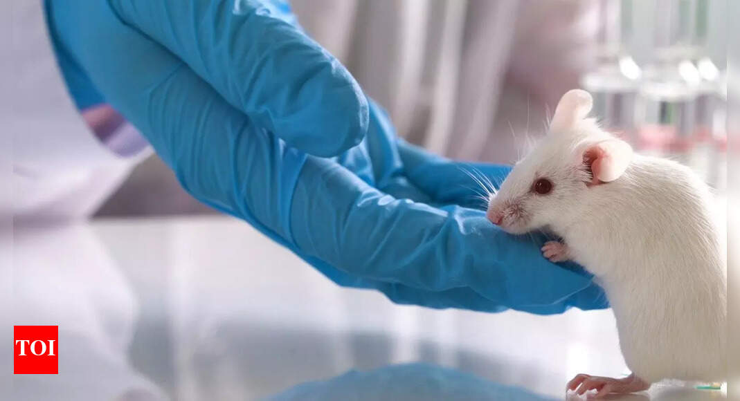 Taiwan probing if lab mouse bite behind coronavirus infection - Times ...