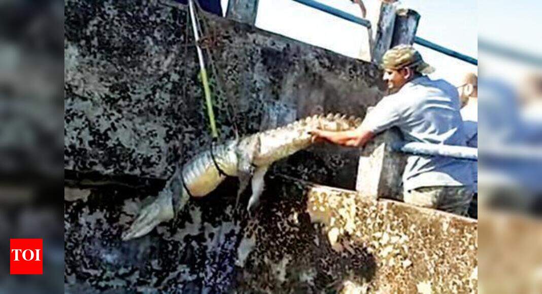 2.5m crocodile rescued from spillway of Selaulim dam | Goa News - Times ...