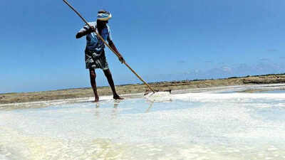 Sarhad Dairy to ‘milk’ salt pans in Kutch | Rajkot News - Times of India