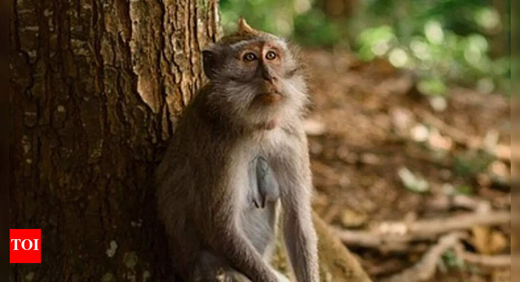 Trichy: Driver performs CPR on collapsed monkey, rescues it | Trichy ...