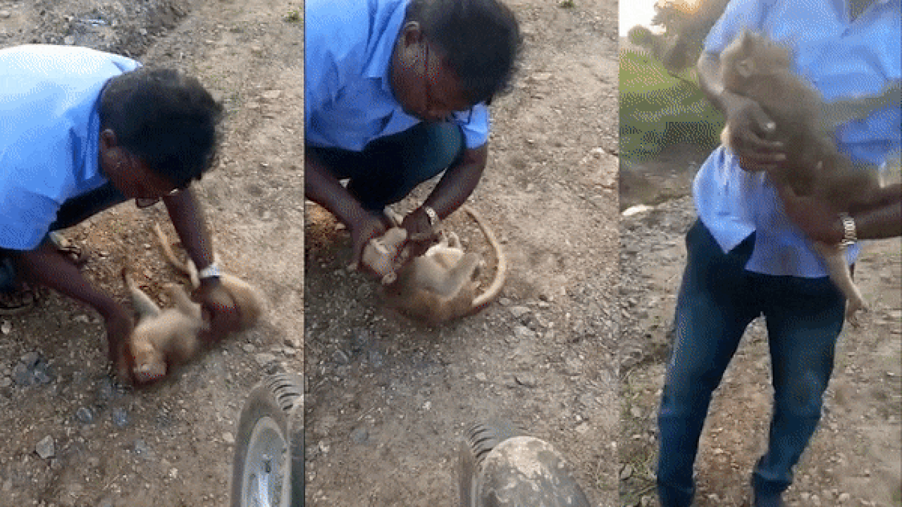 Watch: Man performs CPR on monkey, saves its life