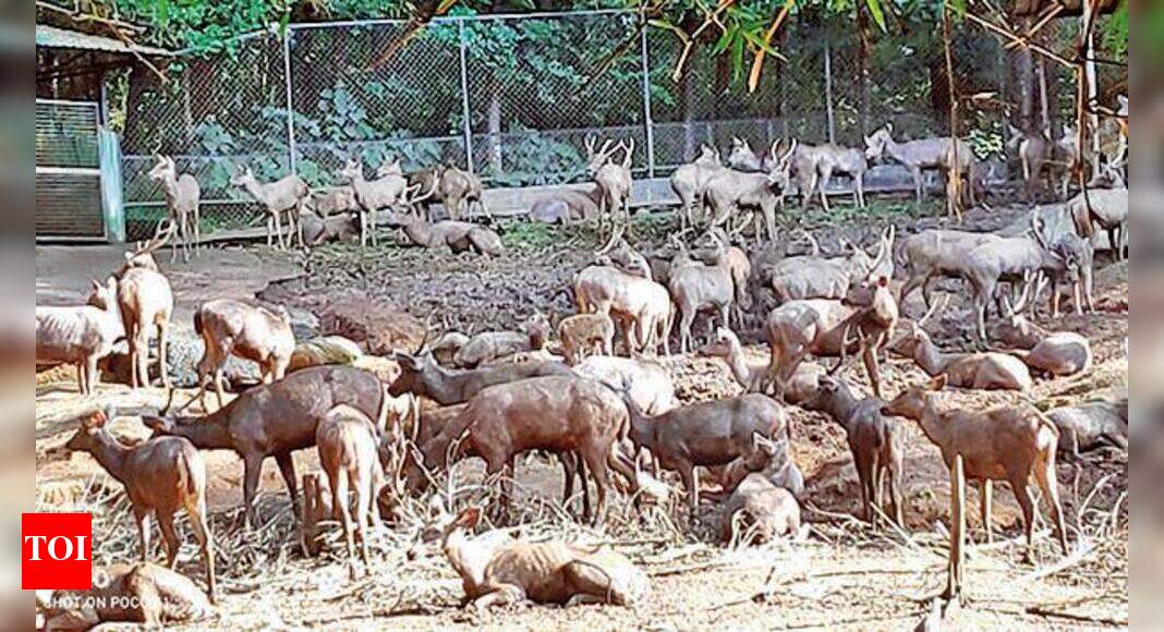 Pathetic conditions make life hell for deer at Kaprikkad | Kochi News ...