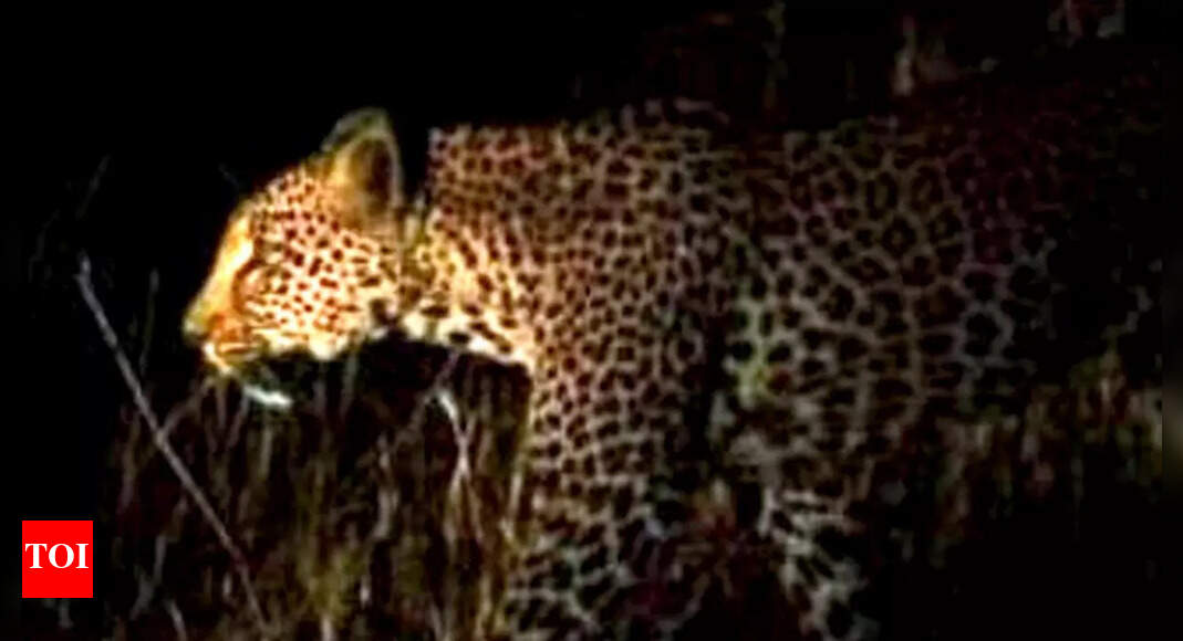 Leopard spotted at KR station | Pune News - Times of India