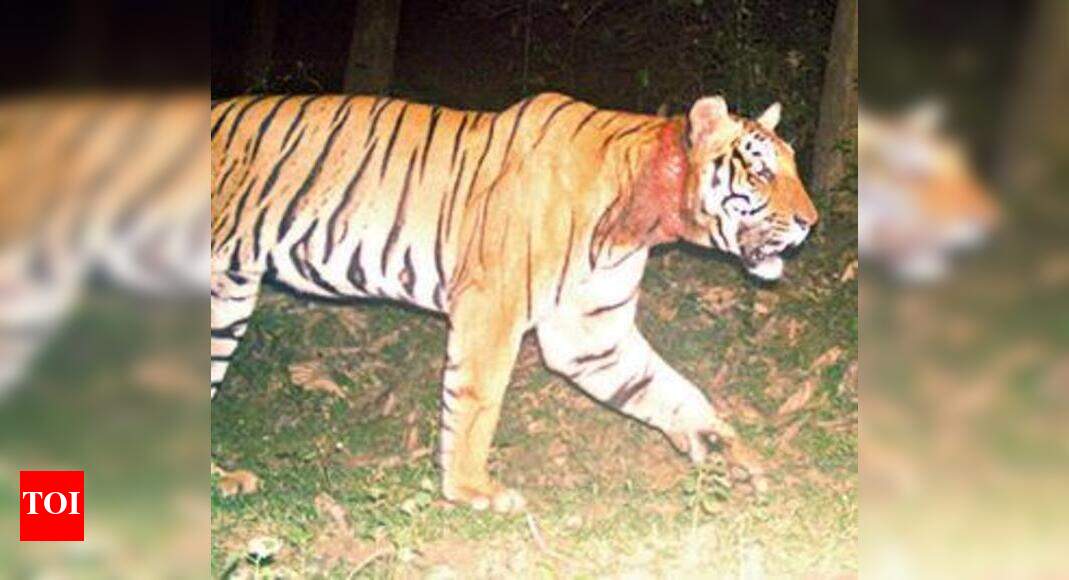 Maimed by trap, tiger turns cattle killer | Kozhikode News - Times of India