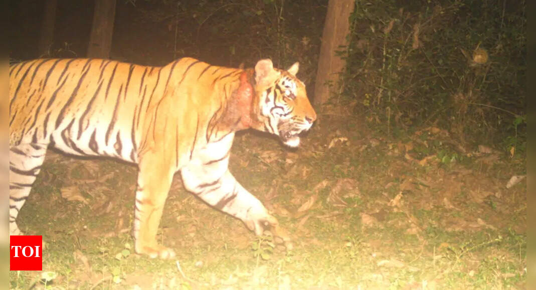 Maimed by trap, tiger turns cattle killer in Kerala | Kozhikode News ...