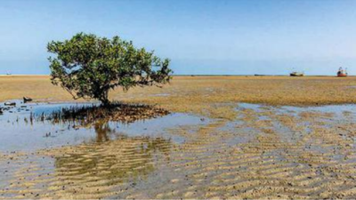 Gujarat: Pirotan Island in Jamnagar likely to reopen for public soon ...