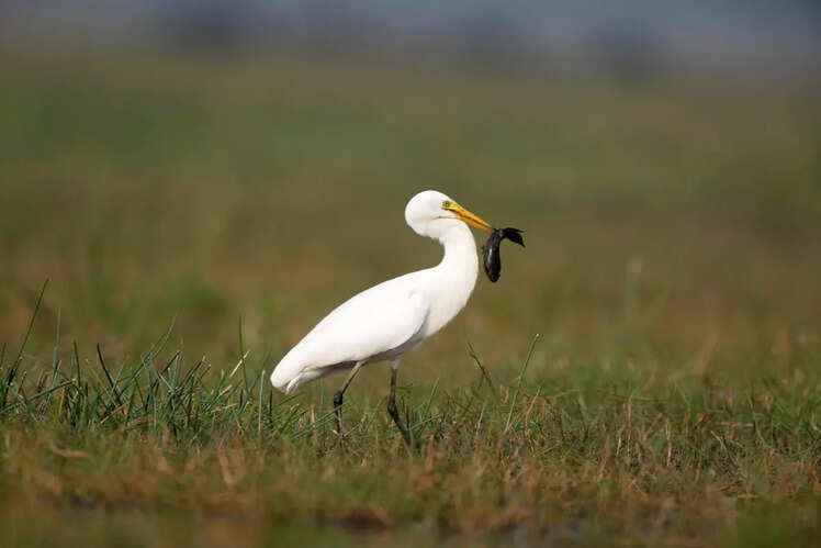 Winter Holiday Destinations In India | India's favourite birding ...