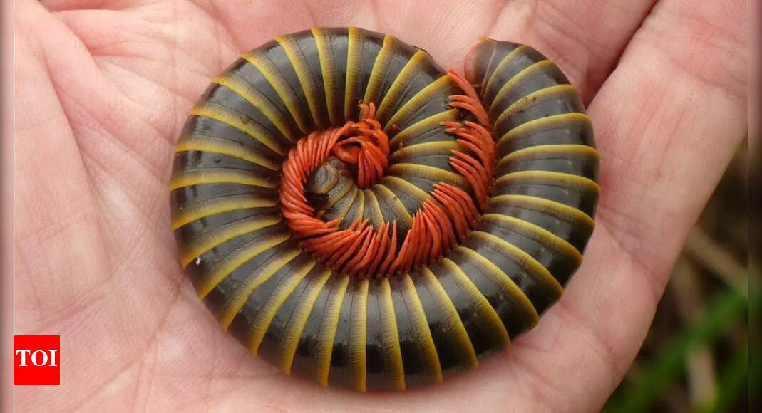 First ever true millipede with over 1,000 feet found - Times of India