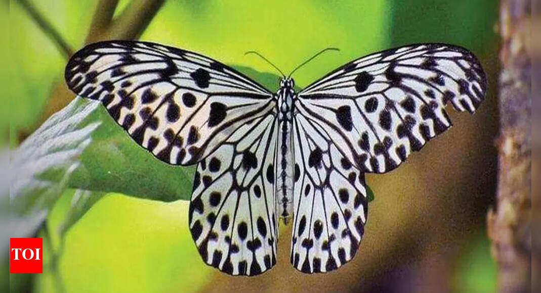 Goa: Malabar tree nymph wins the vote to be state butterfly | Goa News ...