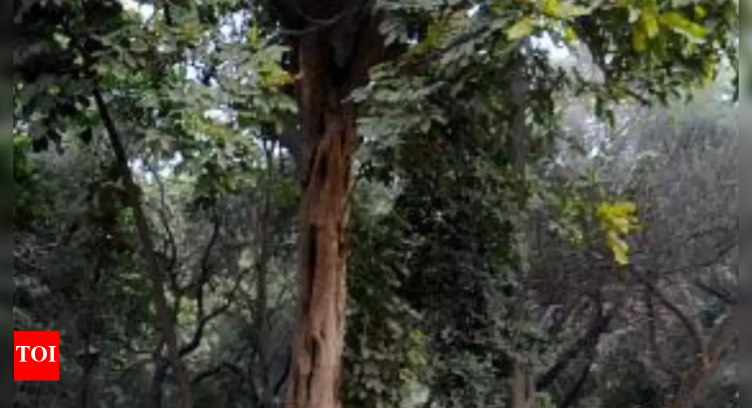 77 trees ‘missing’ in south Delhi, forest dept orders inquiry | Delhi ...