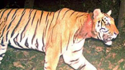 Kerala: Forest department to use recorded mating calls to trap tiger in ...