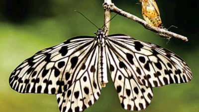 State butterfly declared, but its habitat in need of urgent protection ...