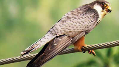 Iconic Amur falcon spotted for the first time in Aurangabad district ...
