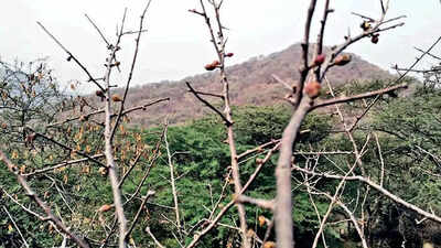 Guggal: Rajasthan: Medicinal plant Guggal now a global endangered ...