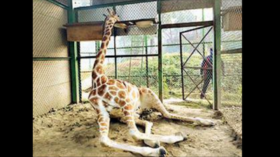 Assam: Female giraffe found dead at zoo | Guwahati News - Times of India