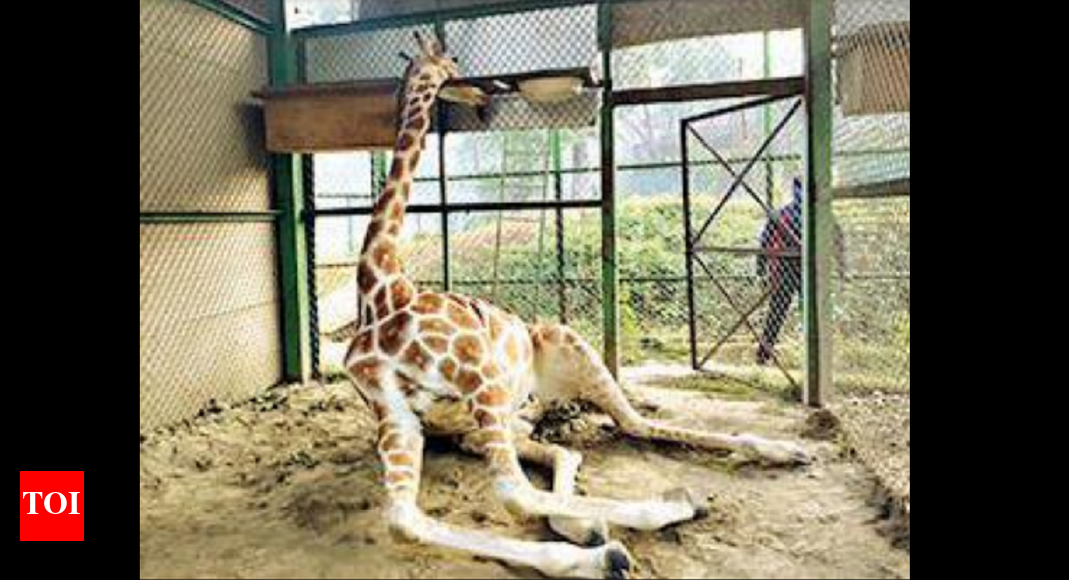 Assam: Female giraffe found dead at zoo | Guwahati News - Times of India