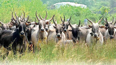 Jallikattu: Over the hump and back to the roots | Chennai News - Times ...